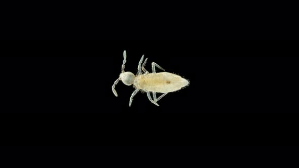 Collembola Insect or Springtail Under the Microscope, Stock Footage