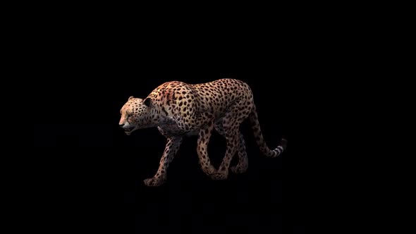 Cheetah Front Side View Loop Walk, Motion Graphics | VideoHive