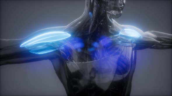 Deltoid - Visible Muscle Anatomy Map, Motion Graphics | VideoHive