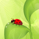 Creative Banners with Ladybird on Leaf , Vectors | GraphicRiver