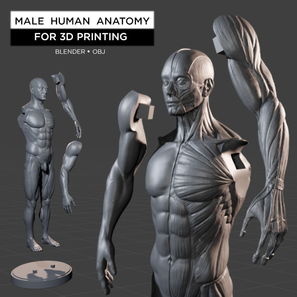 Male Human Anatomy for 3D Printing by amardeep | 3DOcean