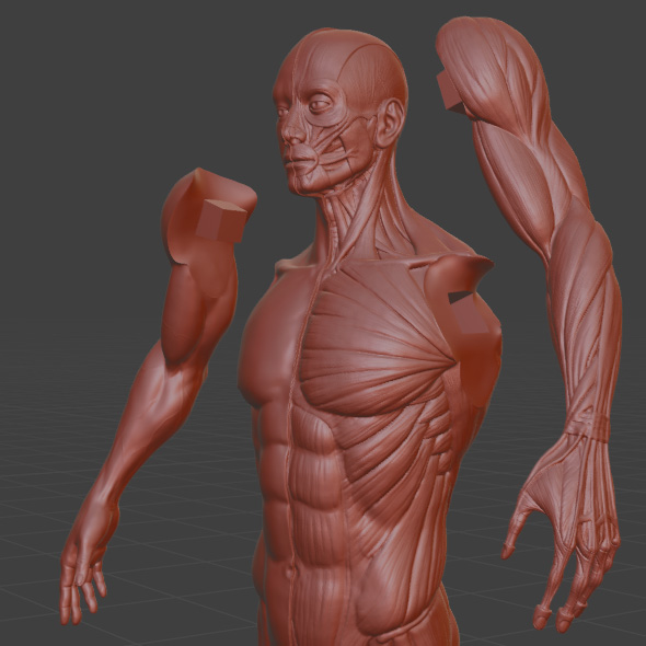 Male Human Anatomy for 3D Printing by amardeep | 3DOcean