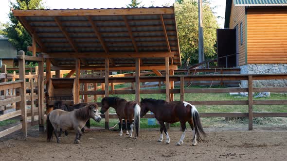 Filming of Several Ponies in a Paddock with a Wooden Fence and a Canopy ...