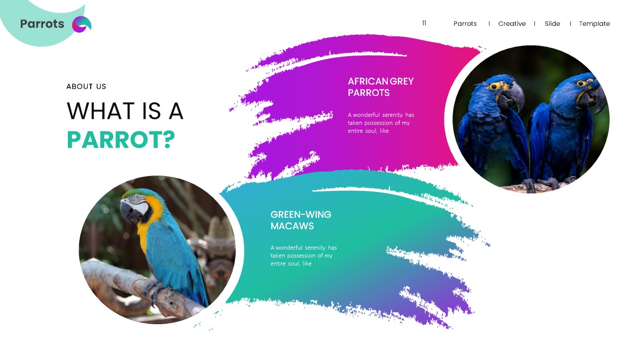 Parrots Google Slides Templates, Presentation Templates | GraphicRiver