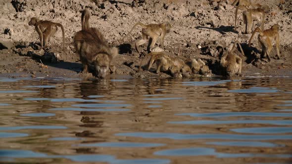 high speed/slow motion monkeys drinking water, Stock Footage | VideoHive