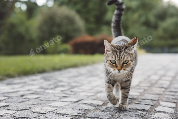 A striped cat walking confidently along a pathway surrounded by ...