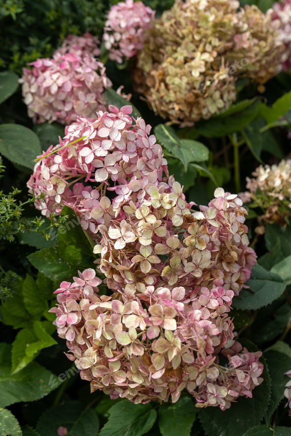 Hydrangea arborescens Candybelle Lollypop (Bubblegum) flowers in garden ...