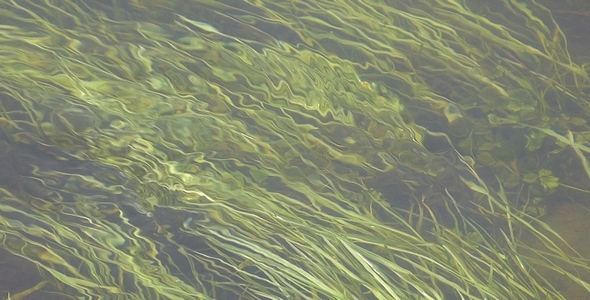 Spring Changes in Water Bodies 1, Stock Footage | VideoHive