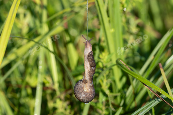 Leopard slug, Limax maximus. Early morning on the riverbank. A slug ...