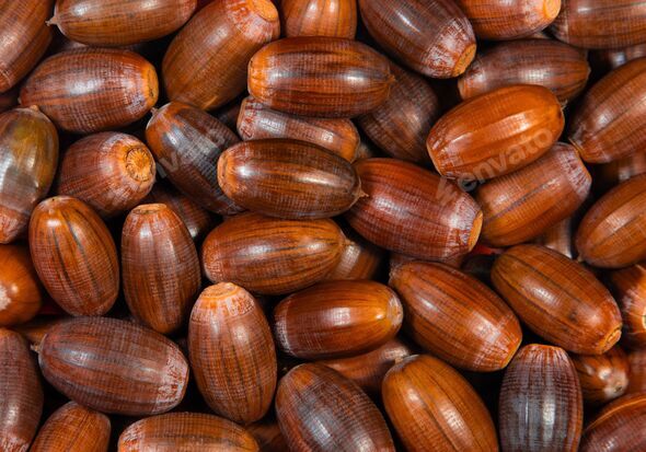 Close-up with many oak seeds. Background with many fruits of Quercus ...