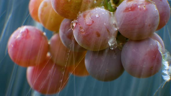 A Bunch of Grapes in The Rain, Stock Footage | VideoHive