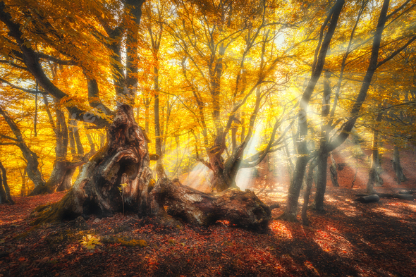 Magical old trees with sun rays at sunrise in fall. Autumn colors Stock ...