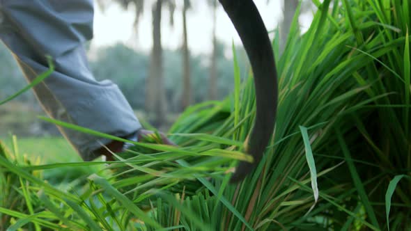 Hasawi rice cultivation, Stock Footage | VideoHive