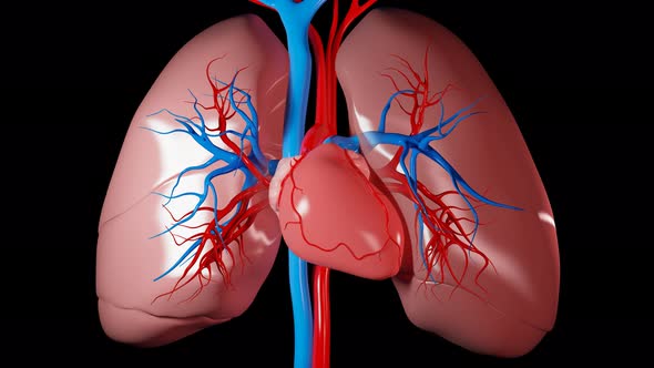 Heartbeat And Lung Respiration, Motion Graphics | VideoHive