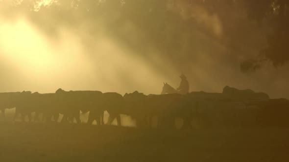 Cowboy wrangling cattle on a dry and dusty field at sunset, Stock Footage