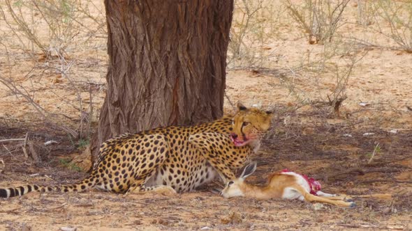 Cheetah Devouring On The Bloody Intestines Of A Freshly Killed Prey In ...