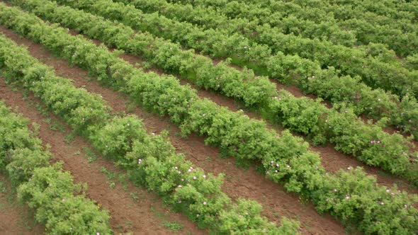Agricultural field with oil-bearing rose, Stock Footage | VideoHive