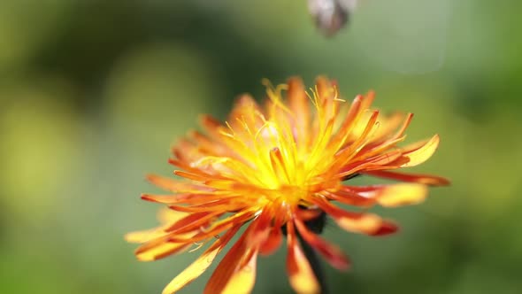 Crepis, Commonly Known in Some Parts of the World is a Genus of Annual ...