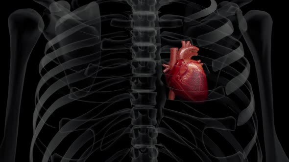 Human X-Ray Chest And A Beating Heart, Motion Graphics | VideoHive