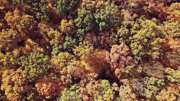 Beautiful landscape on a multi colored autumn forest. Aerial view ...