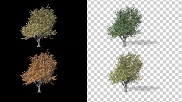 4 Seasons Tree Animation V4, Motion Graphics | VideoHive