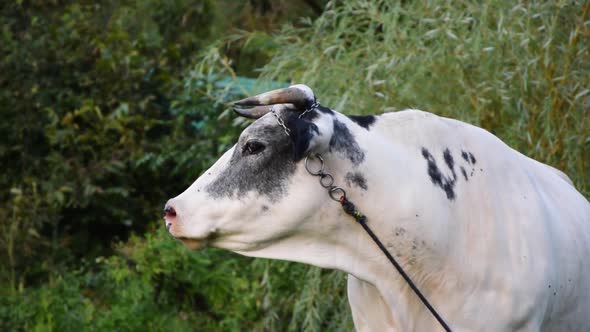 Close up of white bull in garden, Stock Footage | VideoHive