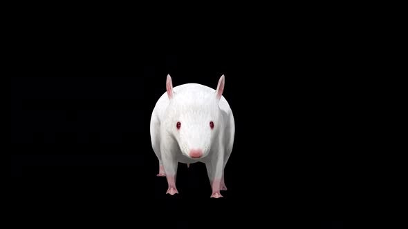 White Rat Run Front View, Motion Graphics | VideoHive