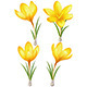Set of Yellow Crocuses, Vectors | GraphicRiver