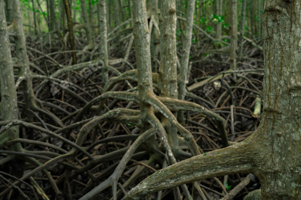 Mangrove root system in lush tropical wetland forest. Vital coastal ...