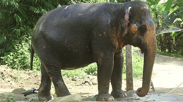 Washing the Elephant, Stock Footage | VideoHive