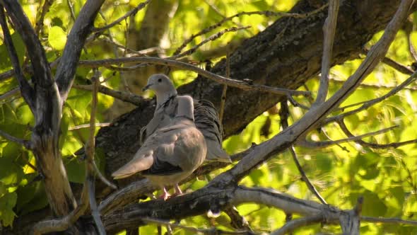 Eurasian collared doves cleaning themselves on a tree branch, Stock Footage