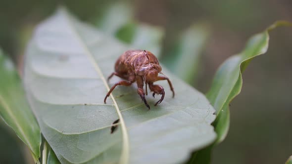 beetle camouflage marks on butterflies, sticking to the green leaves ...