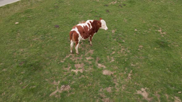 Brown spotted heifer standing in a field motionless and confused by the ...