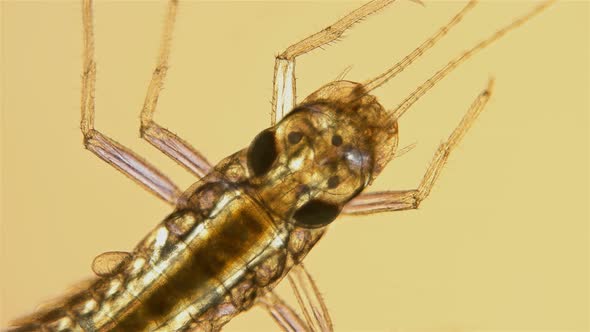 Mayfly Larva Under the Microscope, Stock Footage | VideoHive