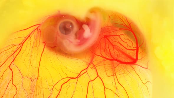 Quail Embryo on the 5 Day Developmental Stage, Stock Footage | VideoHive