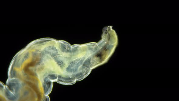 Wormlike Larva of a Fly Midge Insect of the Order Diptera Under a ...