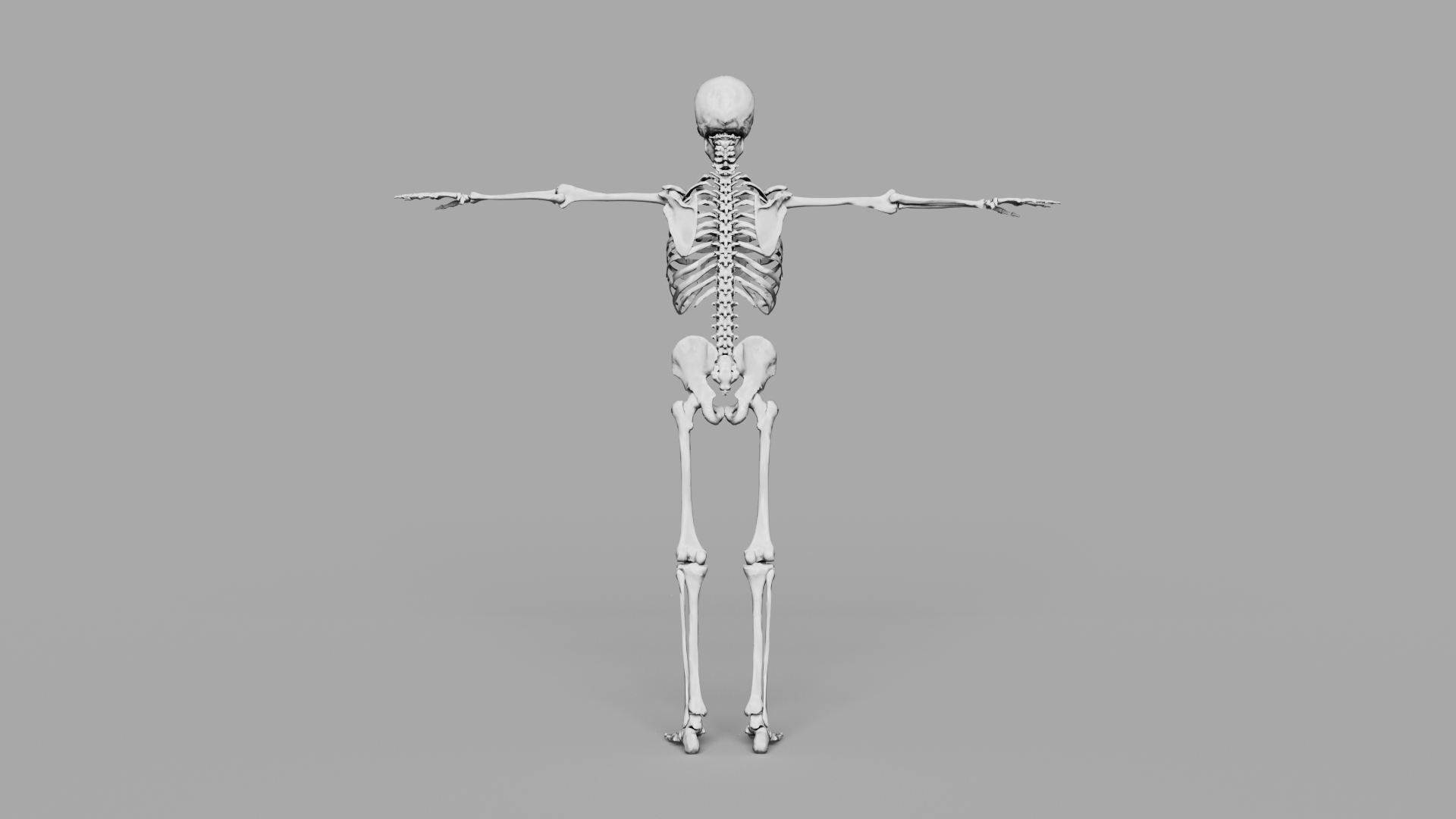 Human Skeleton Low-poly by p3rless | 3DOcean