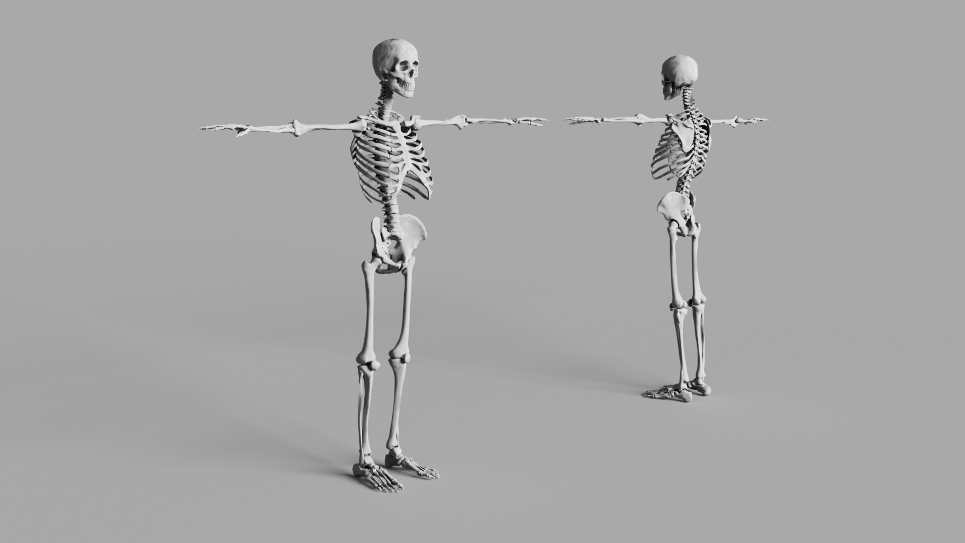 Human Skeleton Low-poly by p3rless | 3DOcean