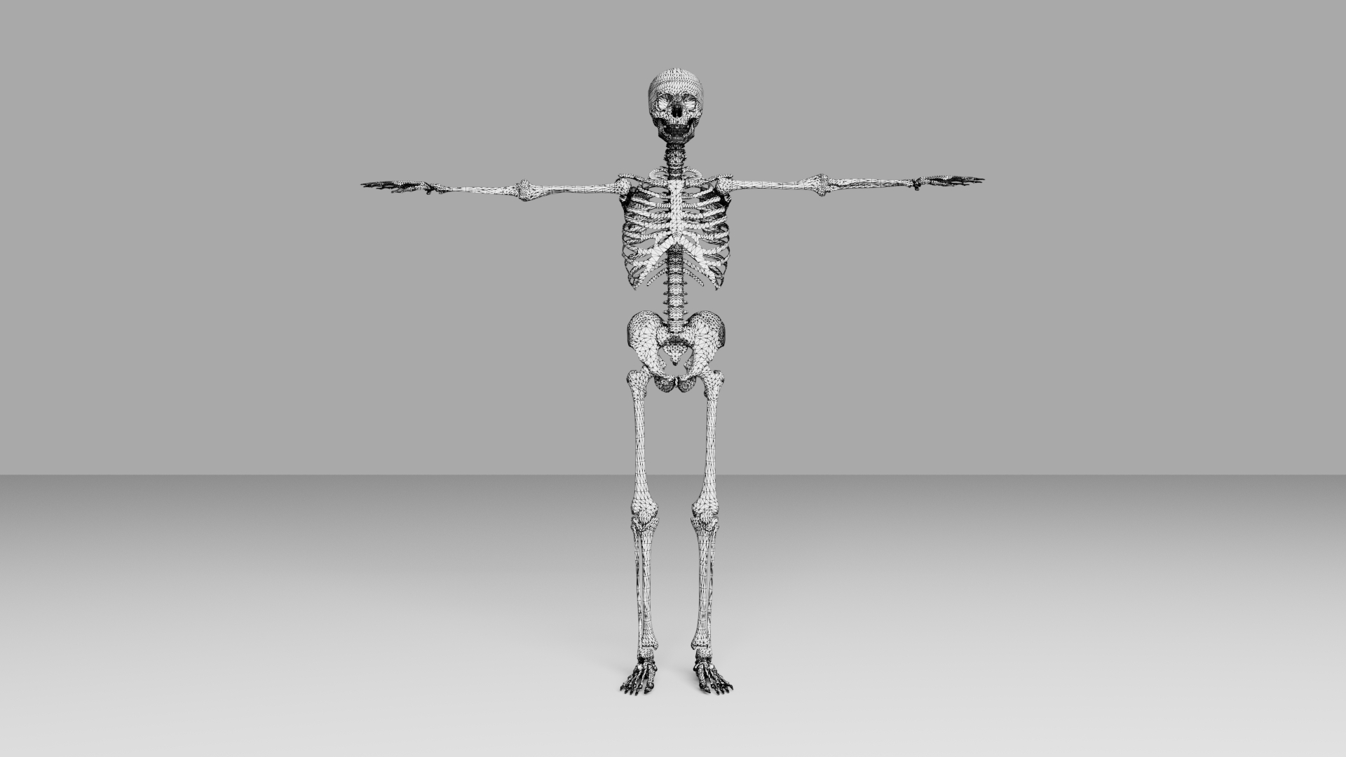 Human Skeleton Low-poly by p3rless | 3DOcean
