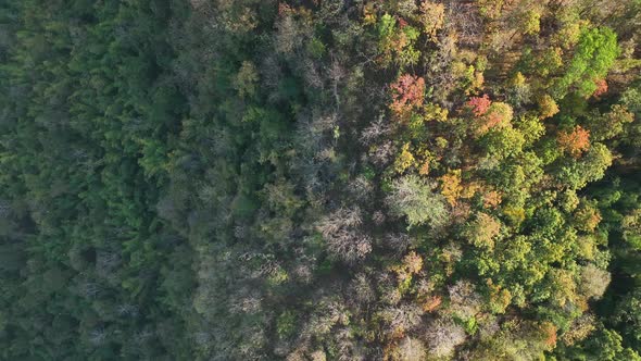 Deciduous forest leaves changing color. Autumn leaves., Stock Footage