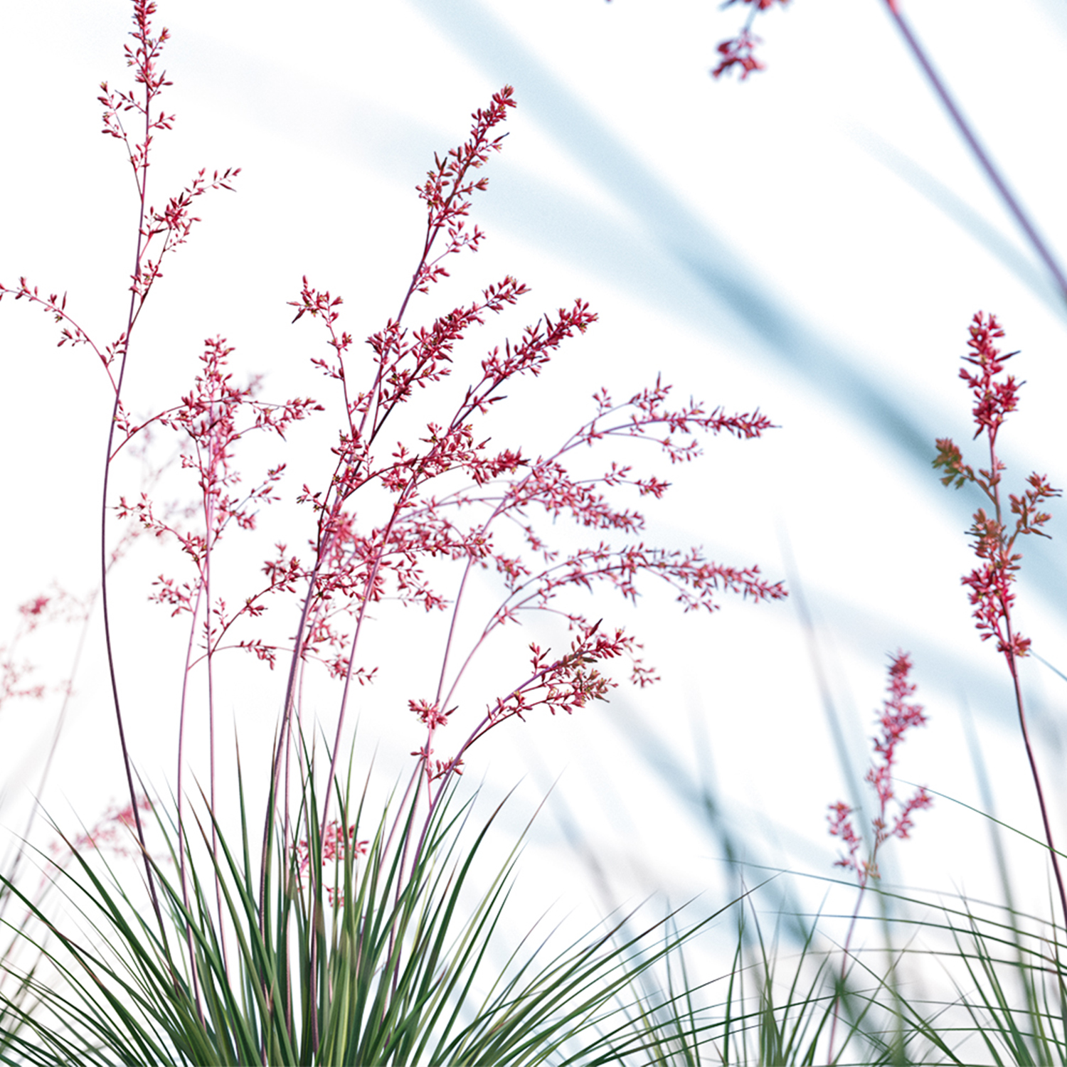 Hesperaloe Parviflora - Red Yucca by nganvu20 | 3DOcean