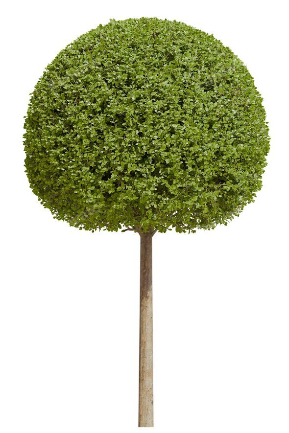 Round Topiary Tree Isolated Stock Photo by wirestock | PhotoDune
