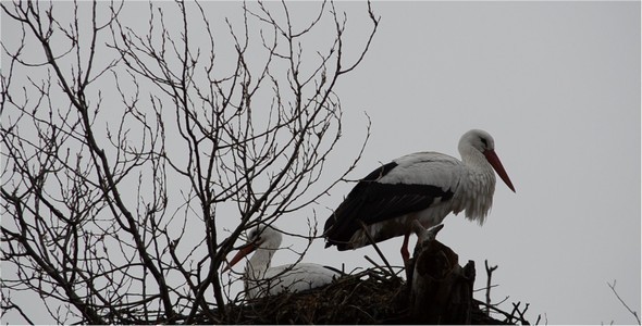 Stork 3, Stock Footage | VideoHive