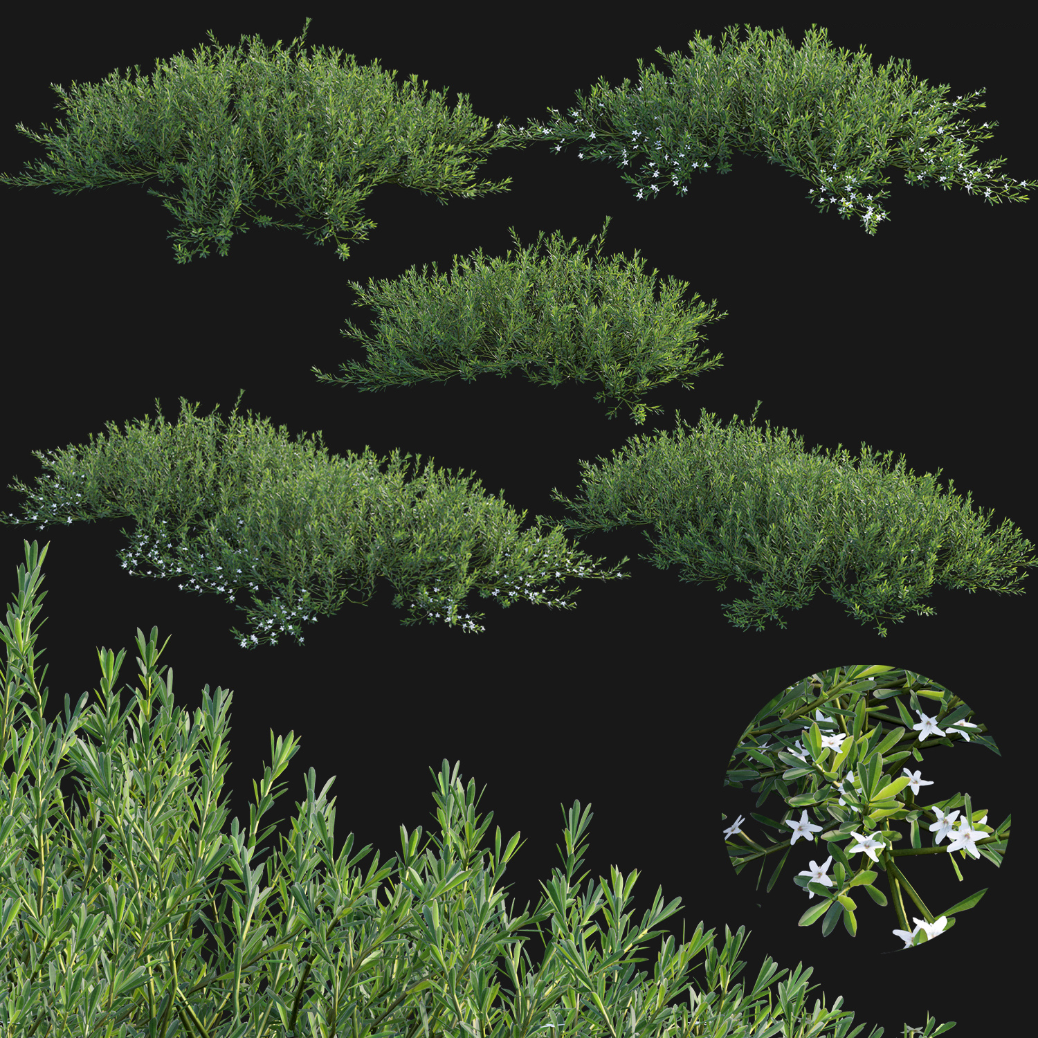 Myoporum Parvifolium – Yareena by nganvu20 | 3DOcean