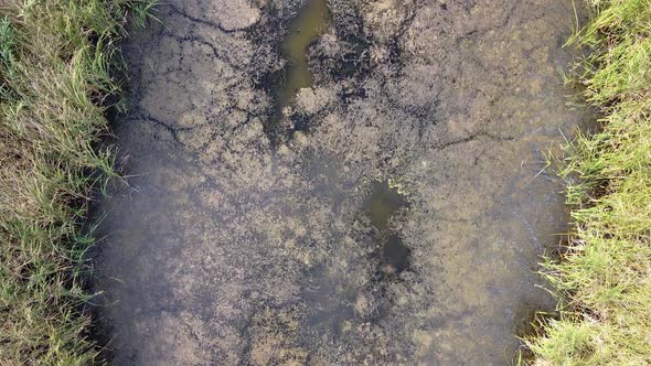 Overgrown Lake. Algae and duckweed on the surface of pond, Stock Footage