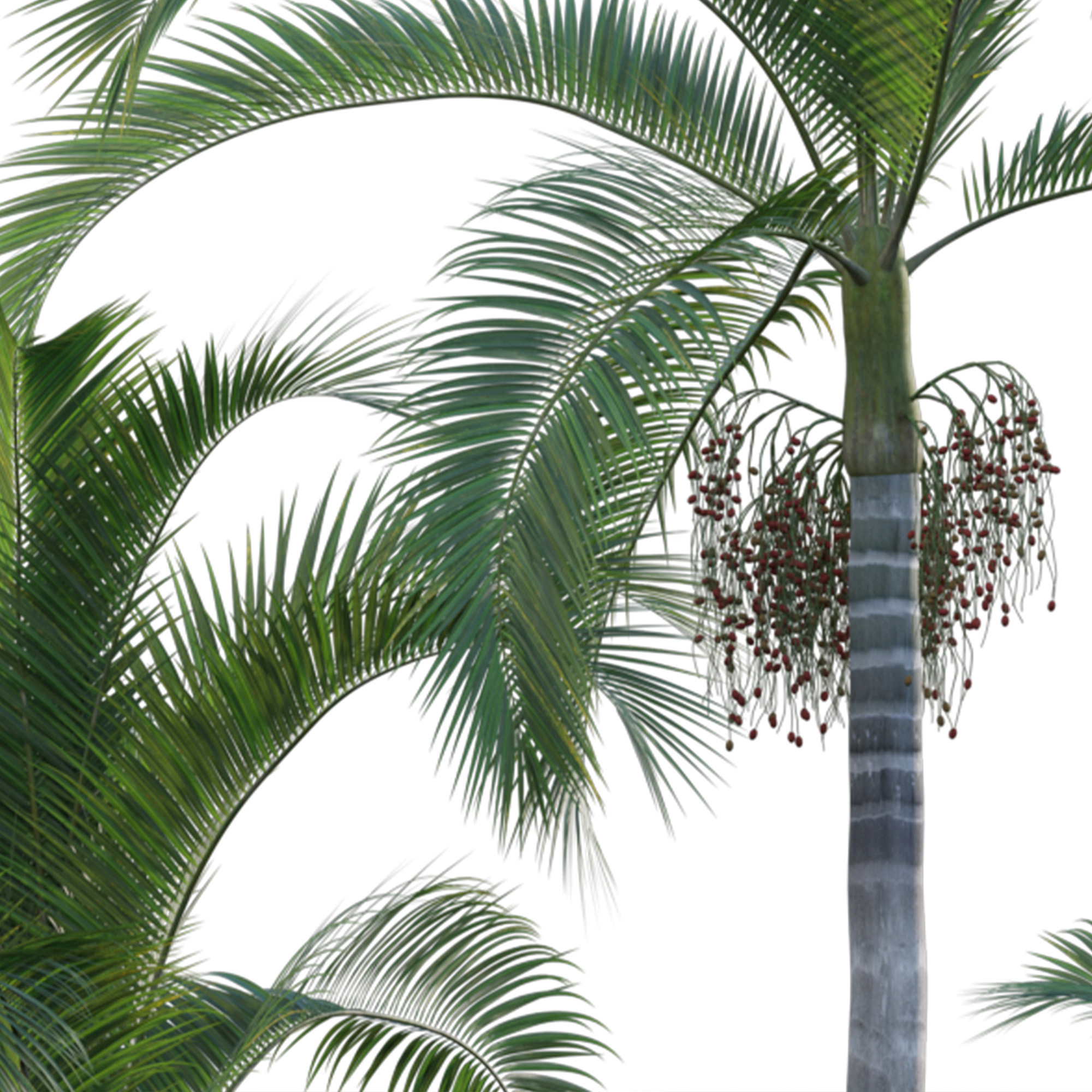 Archontophoenix Alexandrae – Alexander Palm – Northern Bangalow Palm by ...