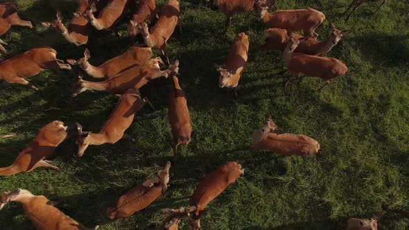 aerial deer herd low flight close up 4k, Stock Footage | VideoHive