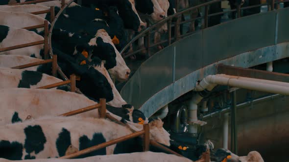 Milking Cows on the Carousel Automatic Industrial Milking Rotary System ...