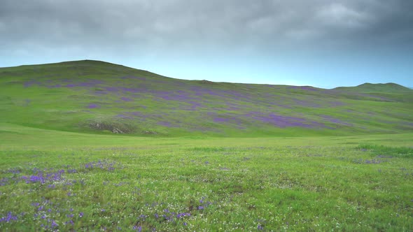 Meadow Covered With Purple Flowers on Treeless Hills, Stock Footage