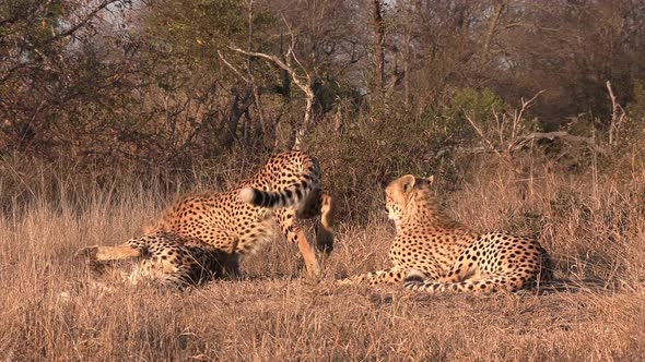 A group of cheetahs lounge and wrestle playfully under the golden glow ...